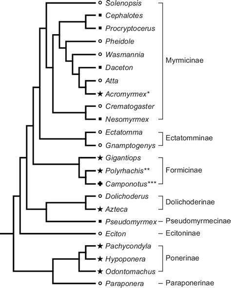 Figure 1 From Water Surface Locomotion In Tropical Canopy Ants