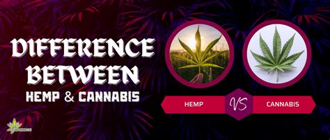 Hemp Vs Cannabis What S The Difference 420 Vendor List