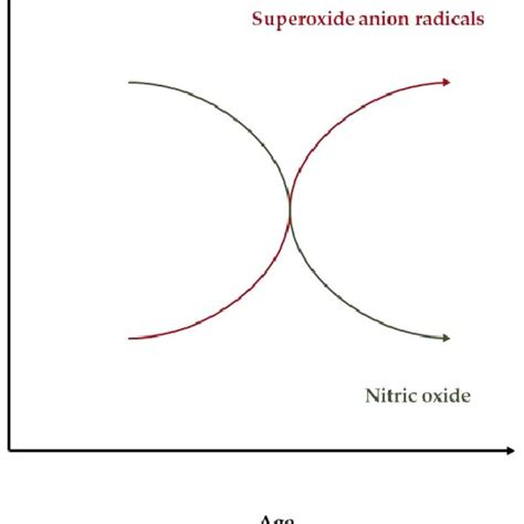 The Age Dependent Decline Of The Nitric Oxide Superoxide Ratio Download Scientific Diagram