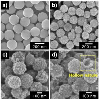 FE SEM Images Of A SiO 2 B STCS C B STCS And D B HST Materials Download Scientific