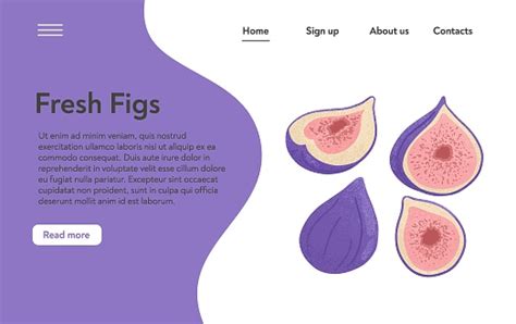 잘 익은 신선한 무화과 방문 페이지 템플릿 잎 벡터 손으로 그린 웹 사이트 디자인과 지점에 달콤한 무화과 과일 건강한 식생활에 대한 스톡 벡터 아트 및 기타 이미지 Istock