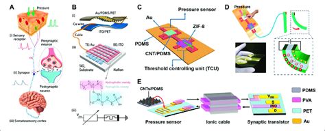 A Illustration Of The Biological Haptic Perception System I The