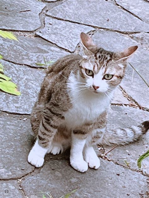 お姉ちゃん姉妹 飼主募集 特定非営利活動法人ワンニャン会