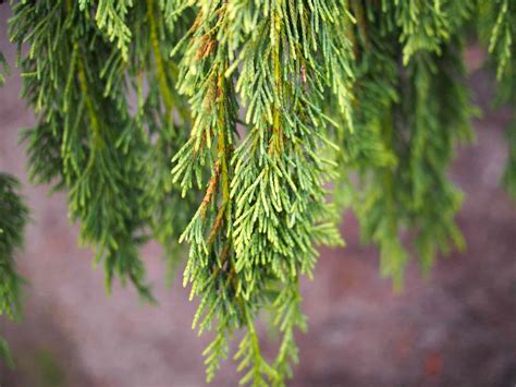 Different Types Of Weeping Trees At Daniel Shears Blog