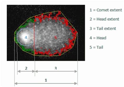 Comet Assay Extension Aphelion Extensions Online Solutions
