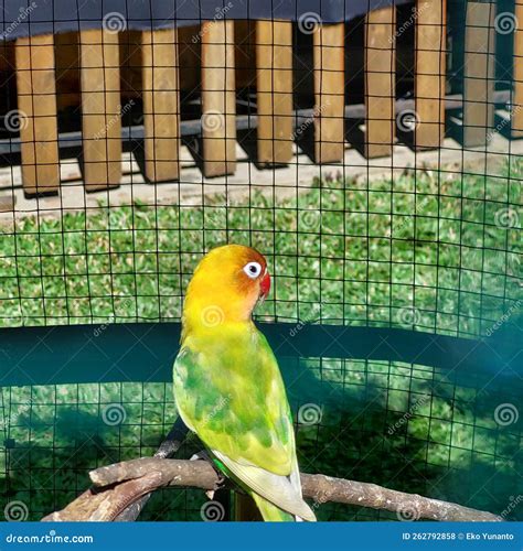 bird lovebird whose colors are orange yellow green in a cage stock