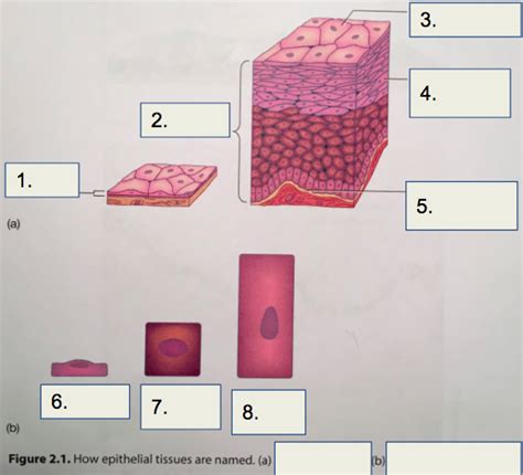 How Epithelial Tissues Are Named Figure Lab Manual P Diagram Quizlet