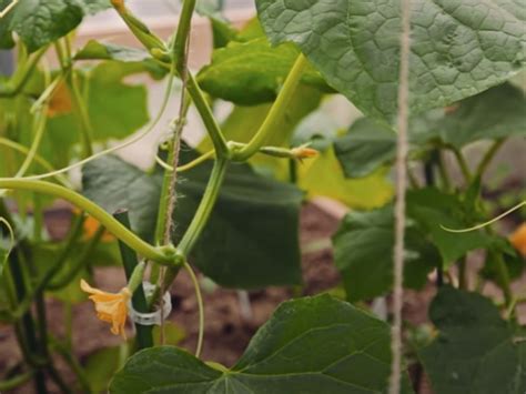 Прищипування огірків — це дозволяє майже гарантовано отримати рясний урожай