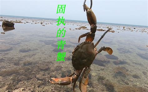 退潮后阿平在珊瑚下抓到了大螃蟹还收获了好多漂亮的海螺 渔民阿平 渔民阿平 哔哩哔哩视频