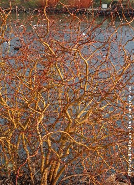 Верба Еритрофлексуоза, Salix sepulcralis Erythroflexuosa від розсадника ...