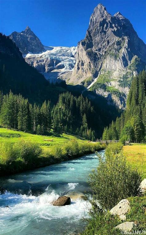 소나무 숲에서 힐링을 아름다운 풍경 나무 그림 나무