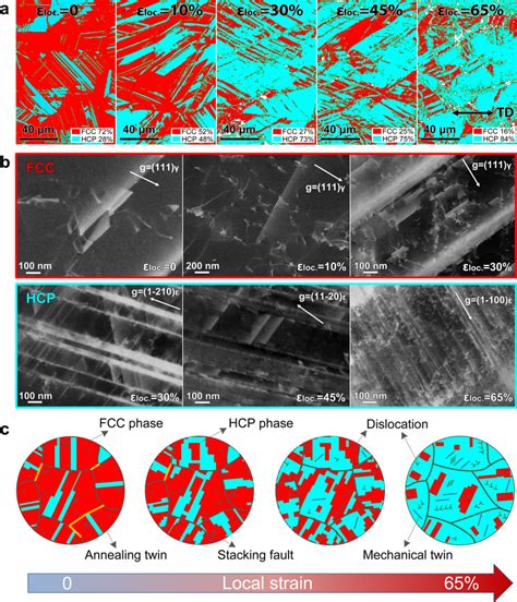 Design Of Transformation Induced Plasticity Assisted Dual Phase High Entropy Alloys Max Planck