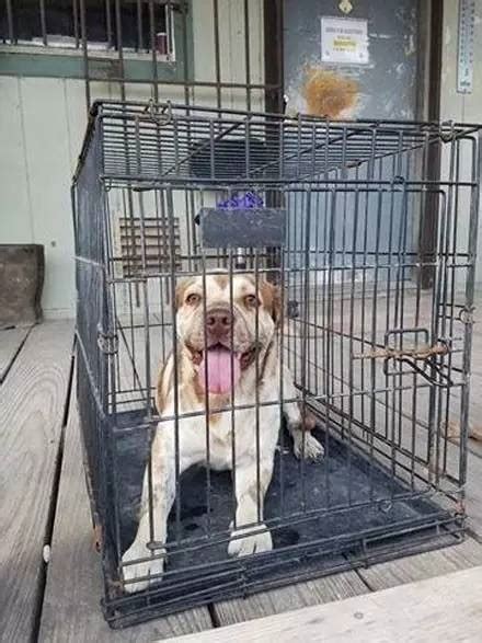 狗狗四肢和嘴巴被绑紧丢路边等死，在被好心人发现的时候摇尾巴露出最甜蜜的笑容
