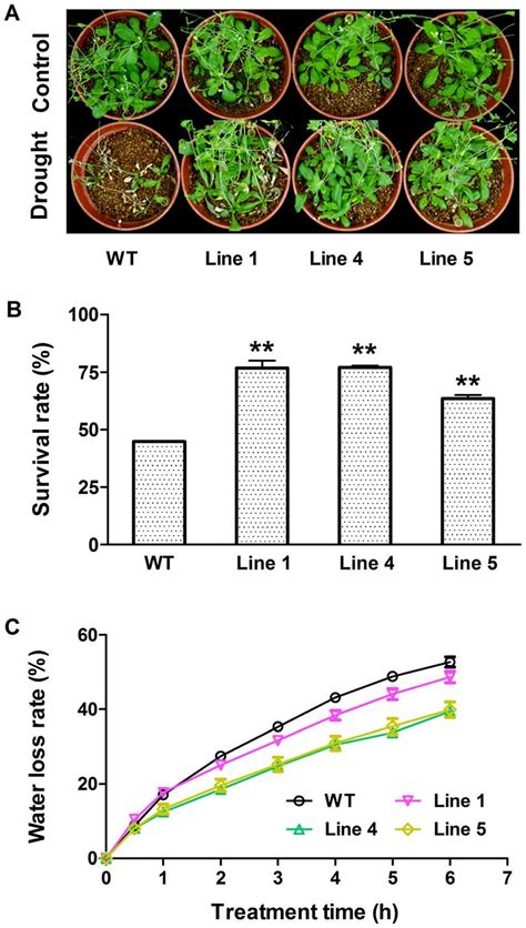 Effect Of Drought Stress On Wild Type And Transgenic Plants Phenotypes