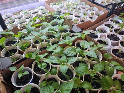 Первые всходы появятся уже через 2 3 дня Опытные назвали супербыстрый метод выращивания рассады