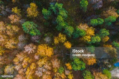 가을 숲 무인 항공기 사진 자연의 보호 화창한 날 지구 위를 날아다닌다 대기 풍경 배경 녹색과 노란색 나무 10월 소나무와 자작나무 혼합 숲 가을에 대한 스톡 사진 및 기타