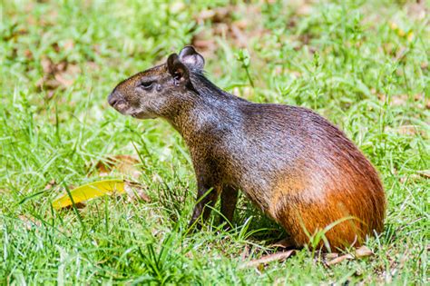 프랑스 령 기아나의 일스 뒤 솔루트 섬 중 하나인 일 로얄의 아구티 섬 귀 부분에 대한 스톡 사진 및 기타 이미지 귀 부분 기아나 고지 남쪽 Istock