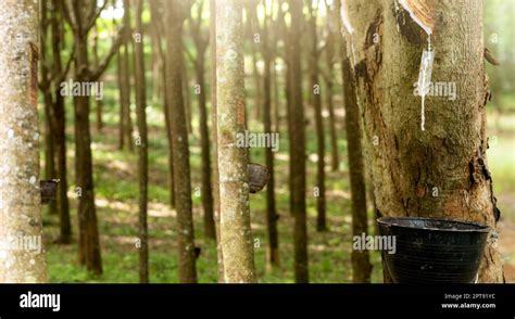 Rubber Tapping In Rubber Tree Garden Natural Latex Extracted From Para Rubber Plant Rubber