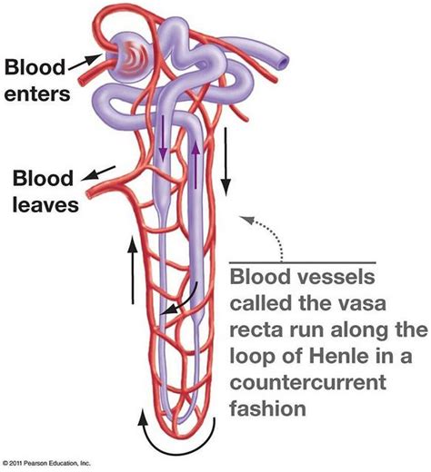 Loop Of Henle Model