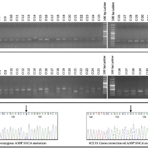 Restriction Digest Mediated Clonal Selection A Pcr Amplification Of