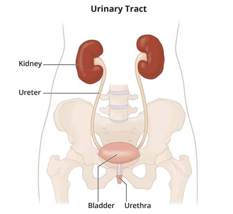 Urodynamic Testing Niddk