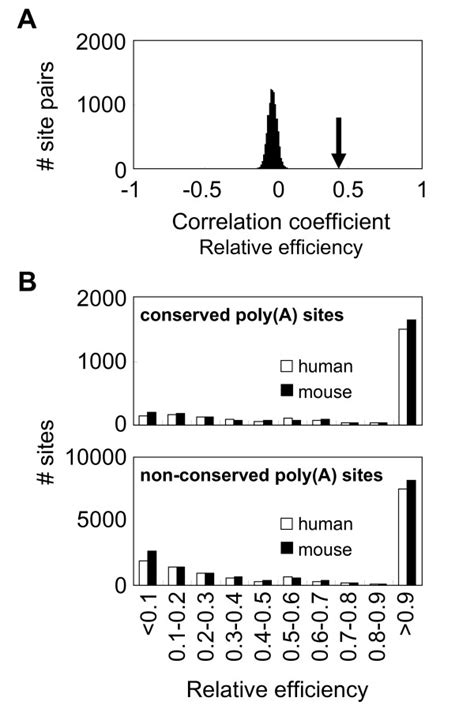 Relative Efficiency Of Conserved And Non Conserved Polyadenylation Download Scientific Diagram