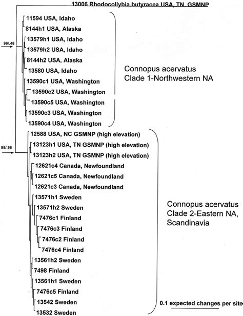 Bayesian Majority Rule Consensus Tree Based On Complete Ribosomal Its