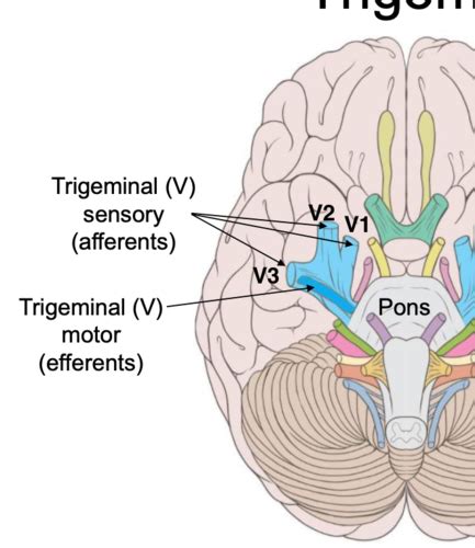 Week 2 Trigeminal System Flashcards Quizlet