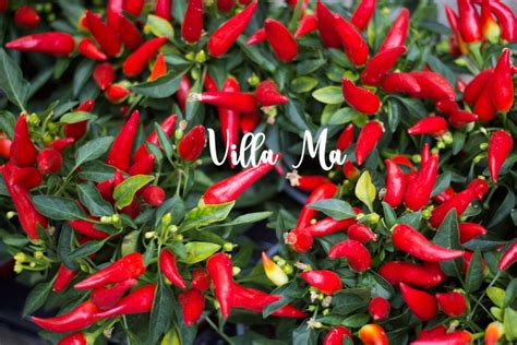 Купить перчик с плодами комнатный в горшке Минск купить перчик домашний карликовый острый Минск