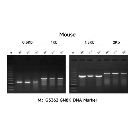 Genotyping Kitgenotype Test Kitkapa Mouse Genotyping Kit