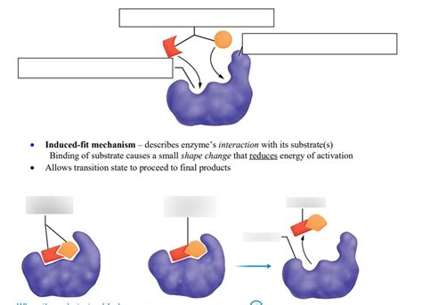 Enzyme Matching Diagram Quizlet