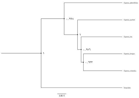 Strict Consensus Tree Of Most Parsimonious Tree Resulting From