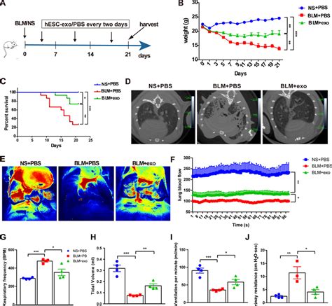 Hesc Exo Alleviate Blm Induced Lung Fibrosis In Mice A Schematic Of