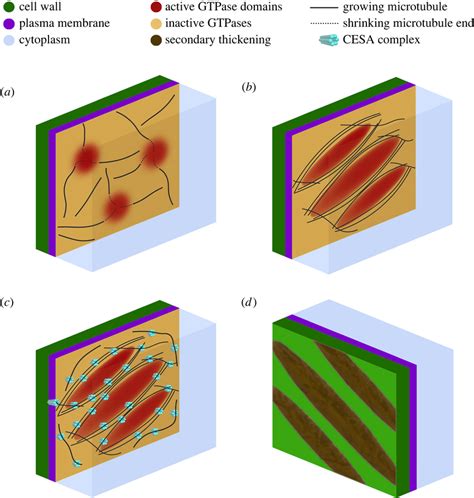Drivers Of Xylem Cell Wall Patterns A Rop Domains Formation In The
