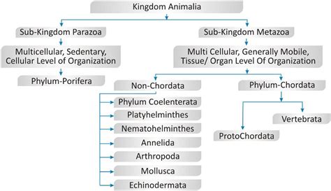 Ppt Hierarchy Example Kingdom Kingdom Animalia Phylum Phylum