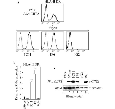 Cellular And Molecular Characterization Of U937 Plus Cells Stably