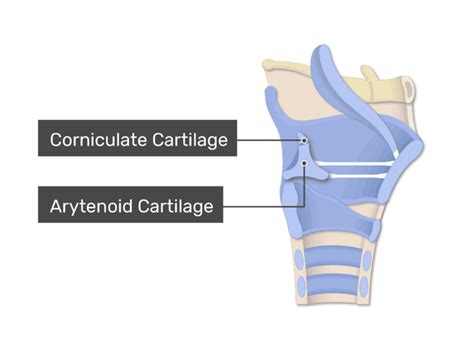 Small Cartilages Of The Larynx Arytenoid Corniculate And Cuneiform