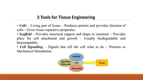 Tissue Engineering Tissue Engineering Ppt Pptx Biotech And Biomedical Industry Industries