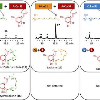 Combinatorial Biosynthesis Using AtCurS2 Biosynthesis Of On Program Download Scientific