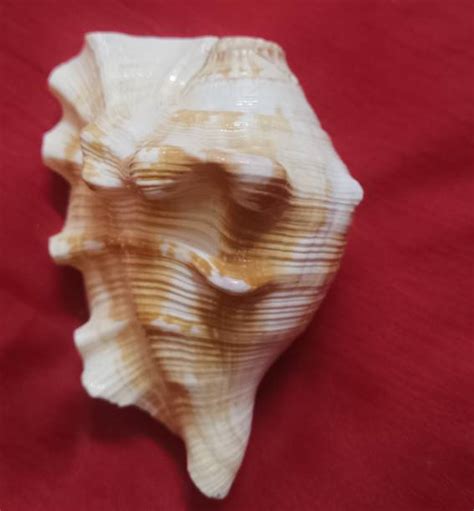 Authentic Shankh And Conch Shells Pooja Items