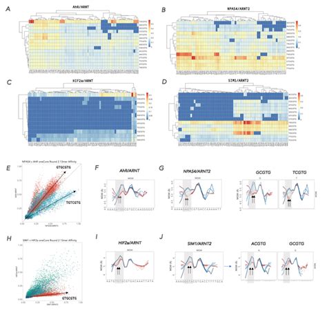 Upstream Nucleotide Co Dependencies Encoded By Dna Shape Confers Download Scientific Diagram