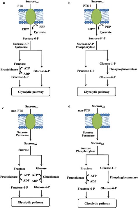 Possible Pathways For Sucrose Utilization In Nature A Sucrose