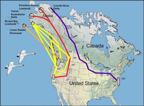 Us East Coast Welcomes Northern Alaskas Tundra Swans For Winter