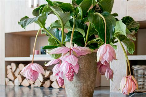 ყვავილოვანი მცენარეები ოთახისთვის საინტერესო ყვავილები ფანჯრის რაფაზე