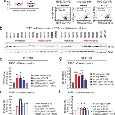 Gb Cells Upregulate Tspo Expression Upon Response To T Cell Derived