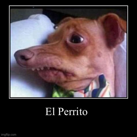 El Perrito Blank Template Imgflip
