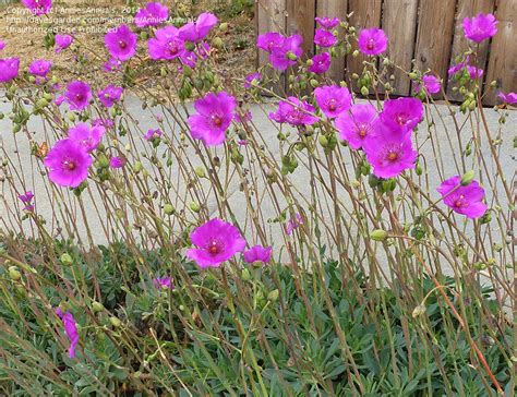 Plantfiles Pictures Rock Purslane Calandrinia Spectabilis By