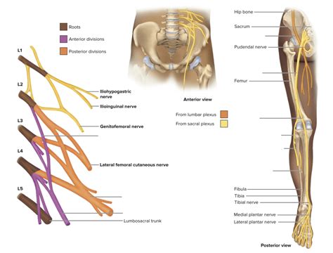 Lumbar Plexus Diagram Quizlet