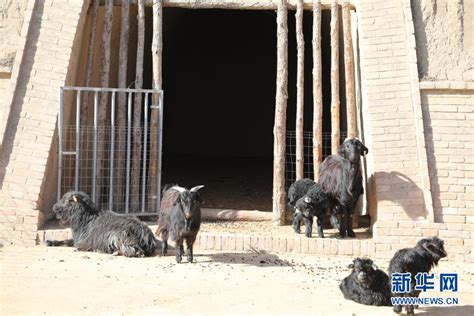 甘肃镇原：窑洞养羊 变“废”为宝