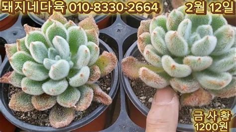 212일돼지네다육 특가세일1200원부터 새해복많이받으세요 Youtube